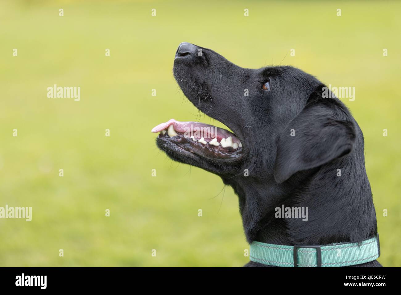 Side view of young black Labrador wearing collar looking up in front of ...