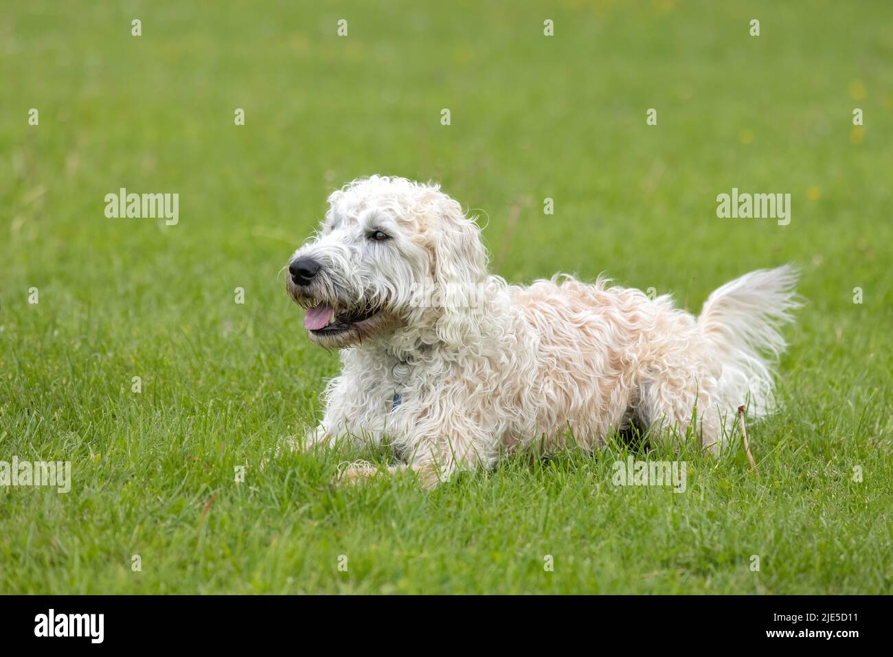 White labradoodle lying down in the grass at the dog park Stock Photo ...