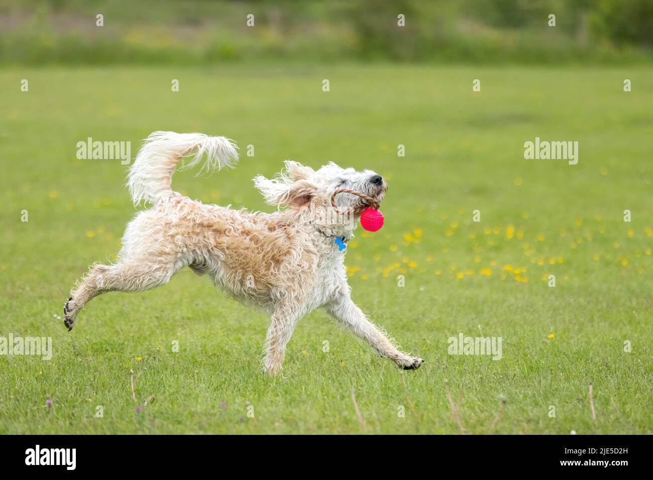 White labradoodle dog hi-res stock photography and images - Alamy