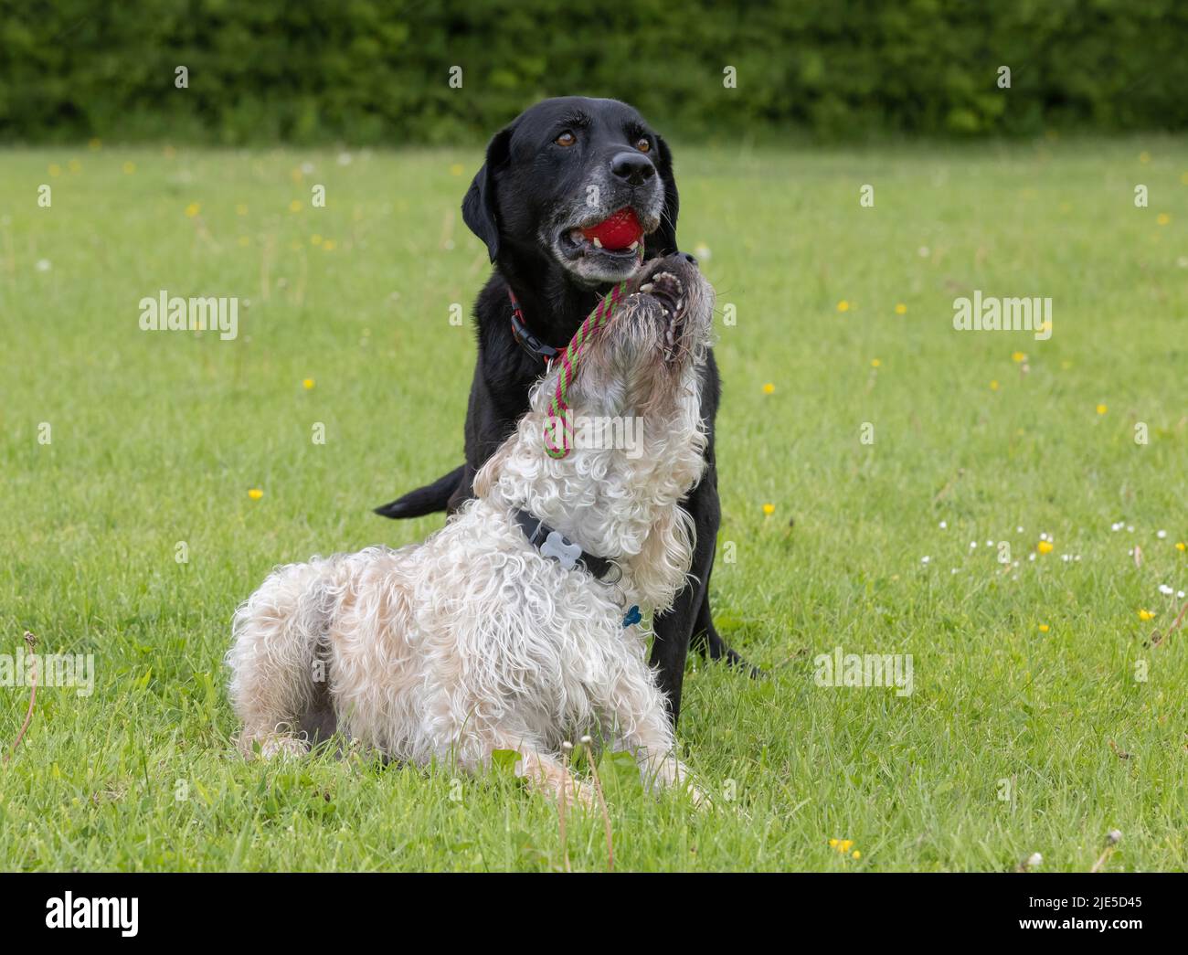 White labradoodle trying to grab a red toy from black Labrador. Dogs ...