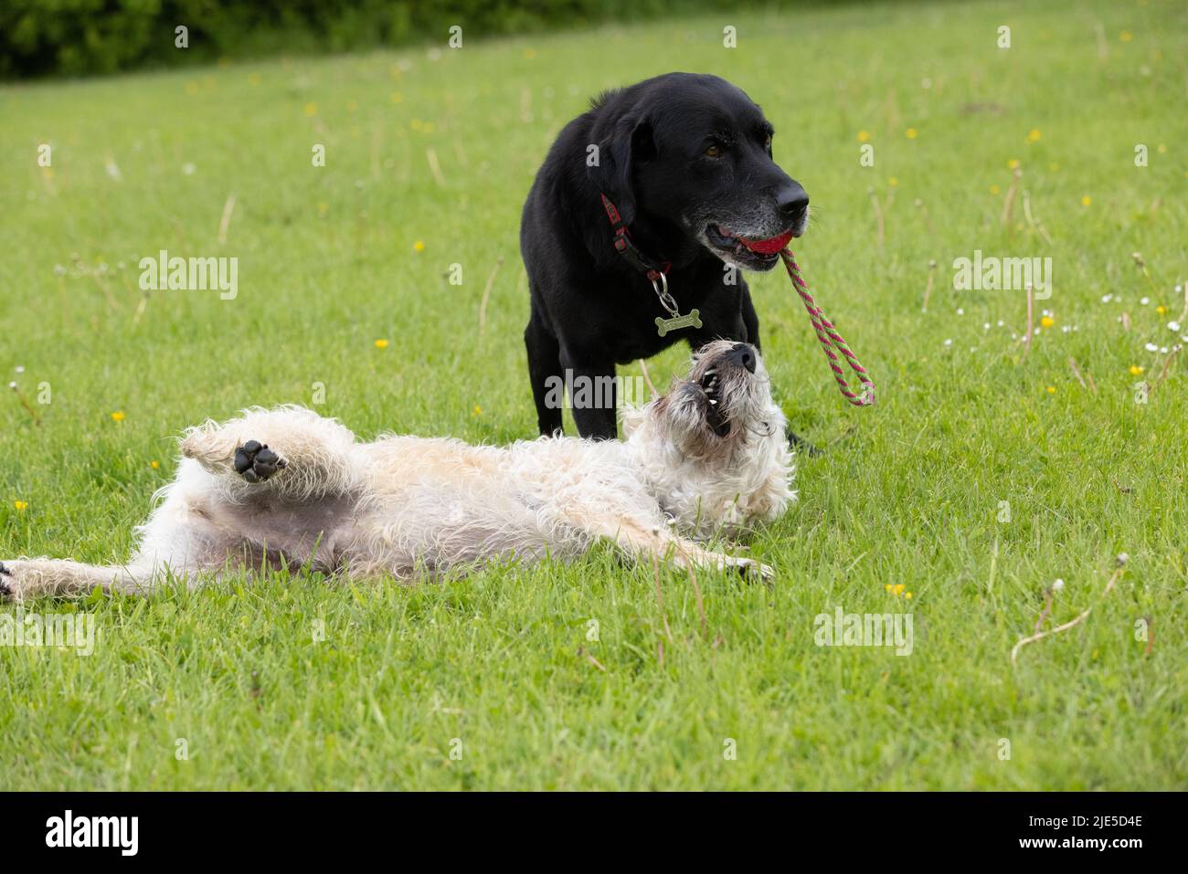 Black labrador with toy hi-res stock photography and images - Alamy