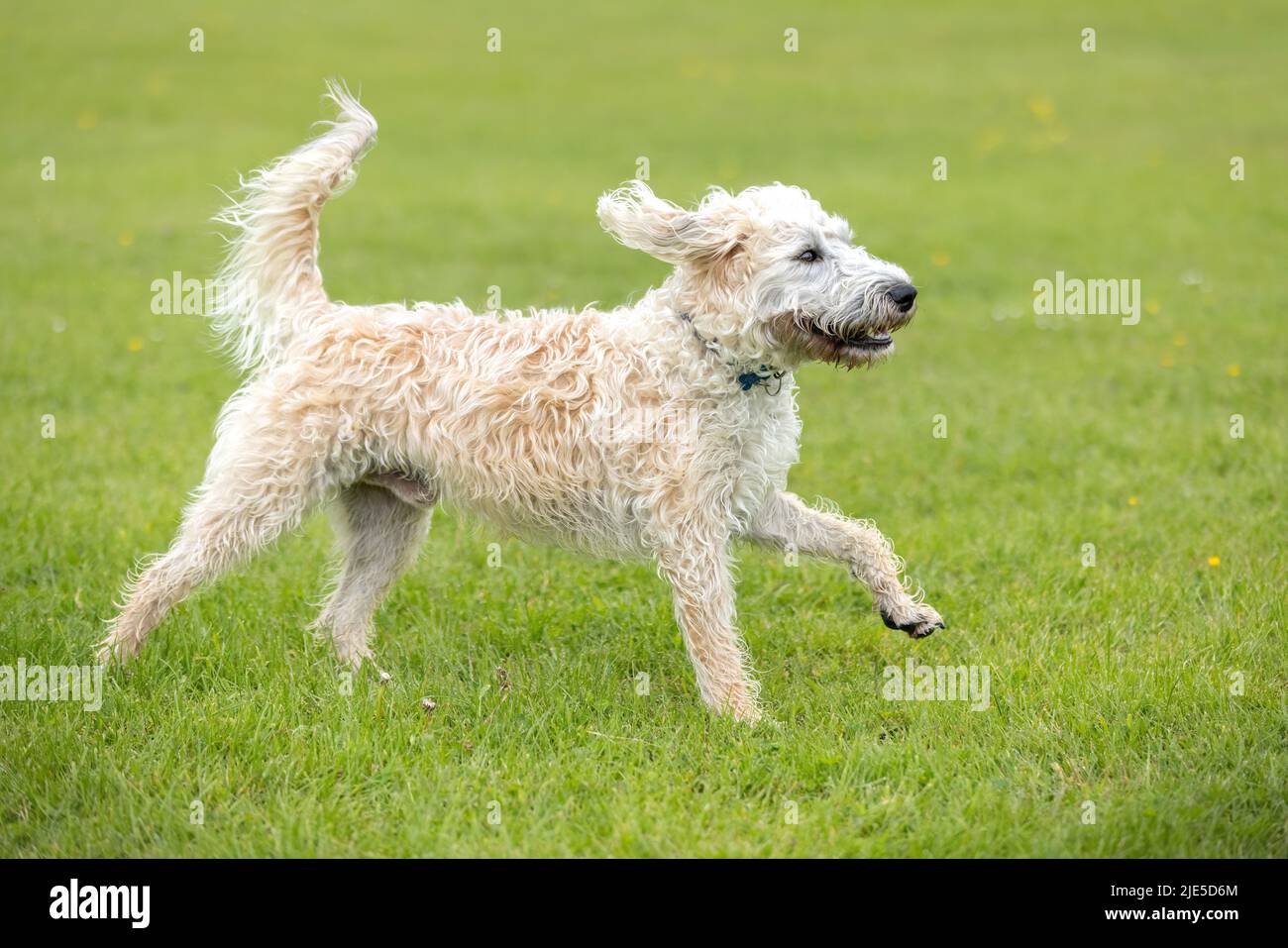 White labradoodle walking and having fun at the dogpark Stock Photo - Alamy
