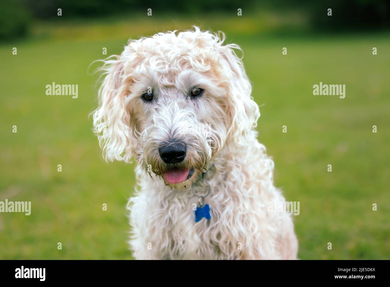 White labradoodle dog hi-res stock photography and images - Alamy