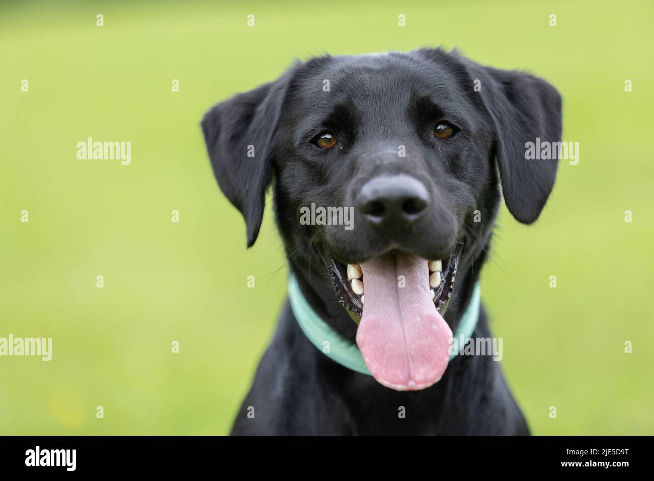 Young black Labrador retriever with collar looking at camera with ...