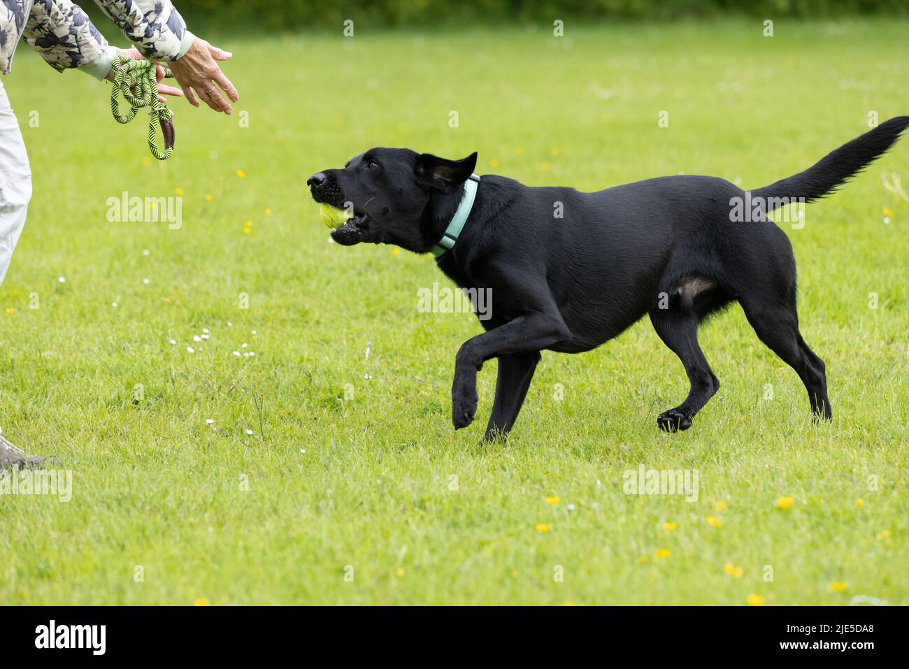 Young black Labrador wearing collar running on the grass with tennis ...