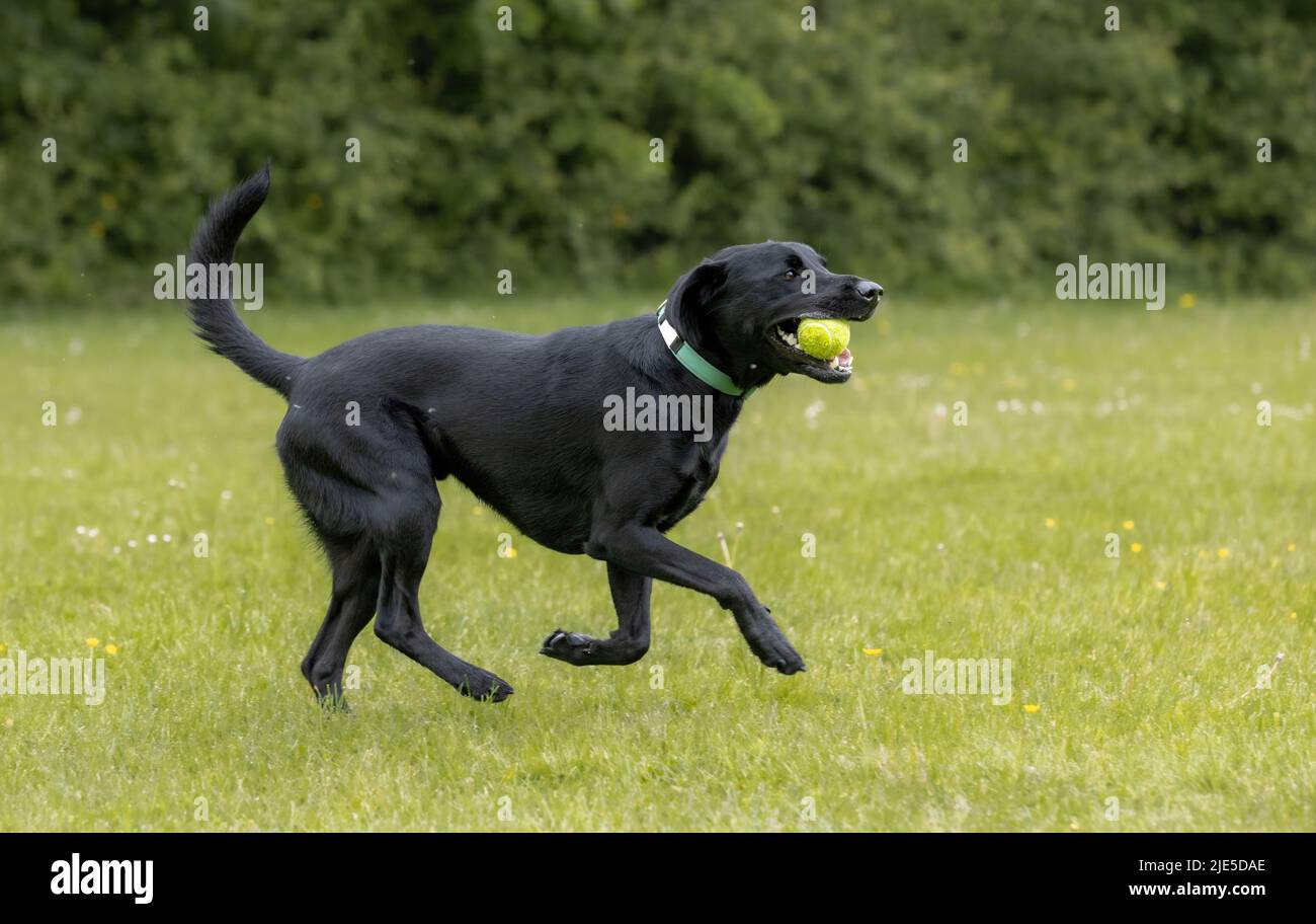 Young black Labrador wearing collar running on the grass with tennis ...