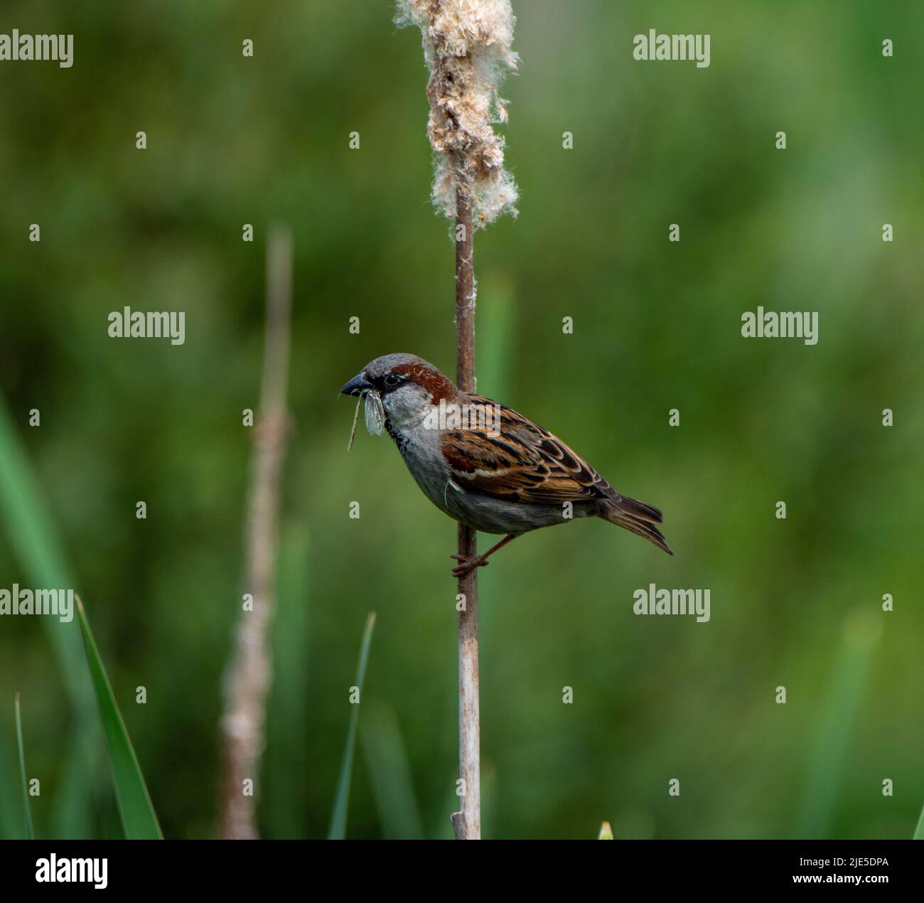 Mayfly on reed hi-res stock photography and images - Alamy
