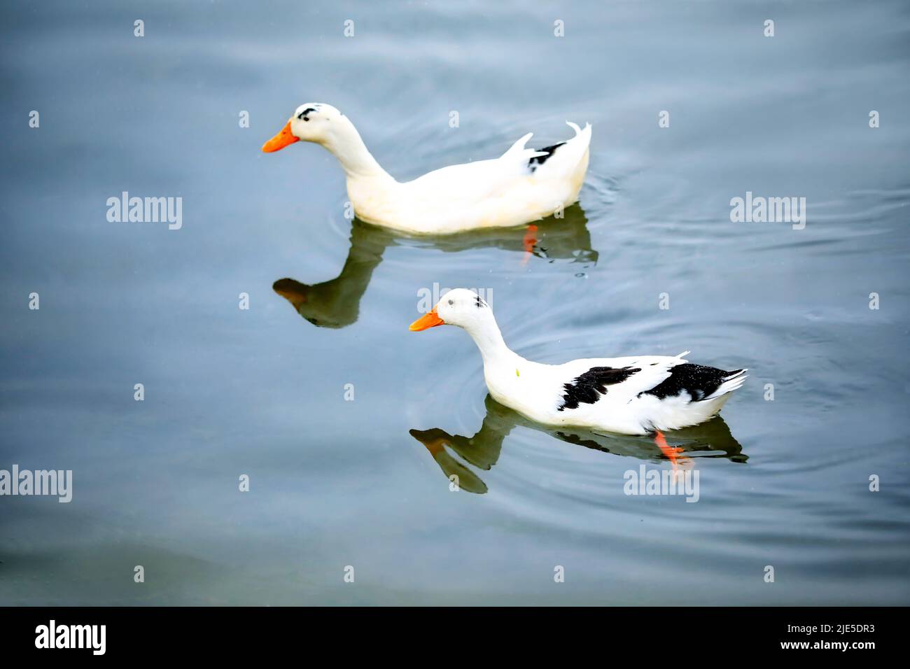 Two white lovable ducks on the pond in xi 'an xingqing palace park ...