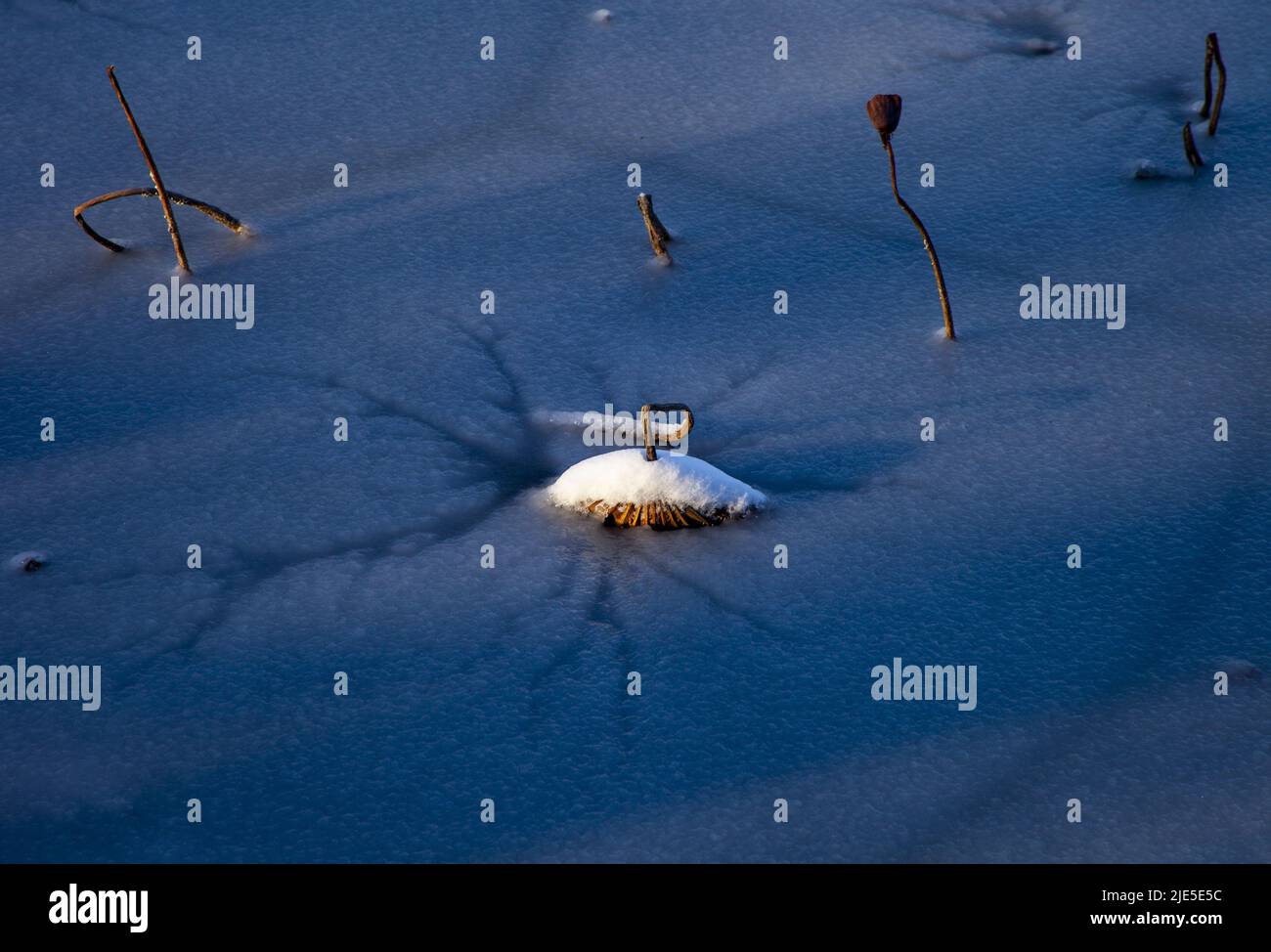 Lotus leaves withered and snow covered Stock Photo - Alamy