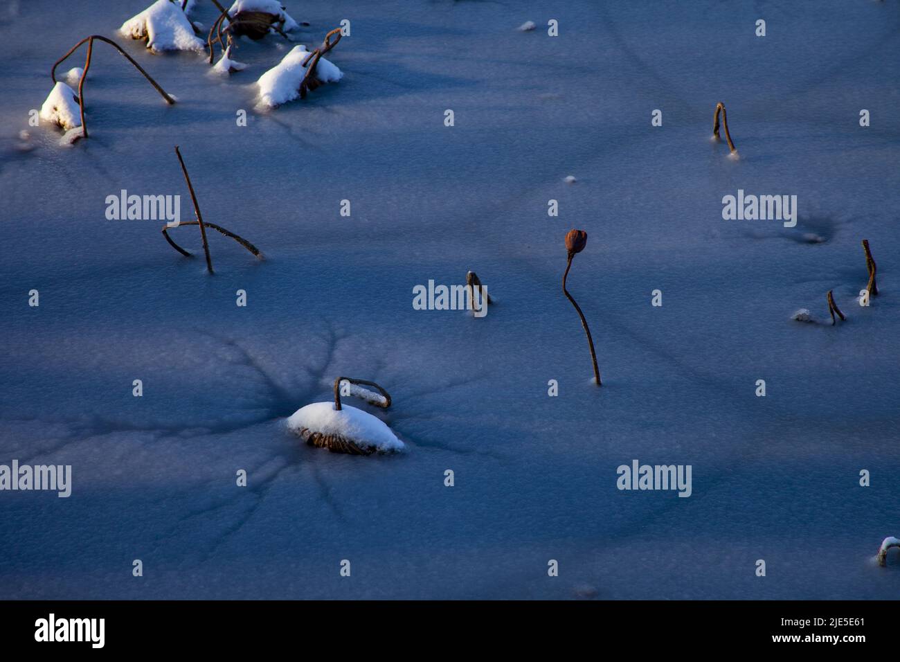 Lotus leaves withered and snow covered Stock Photo - Alamy