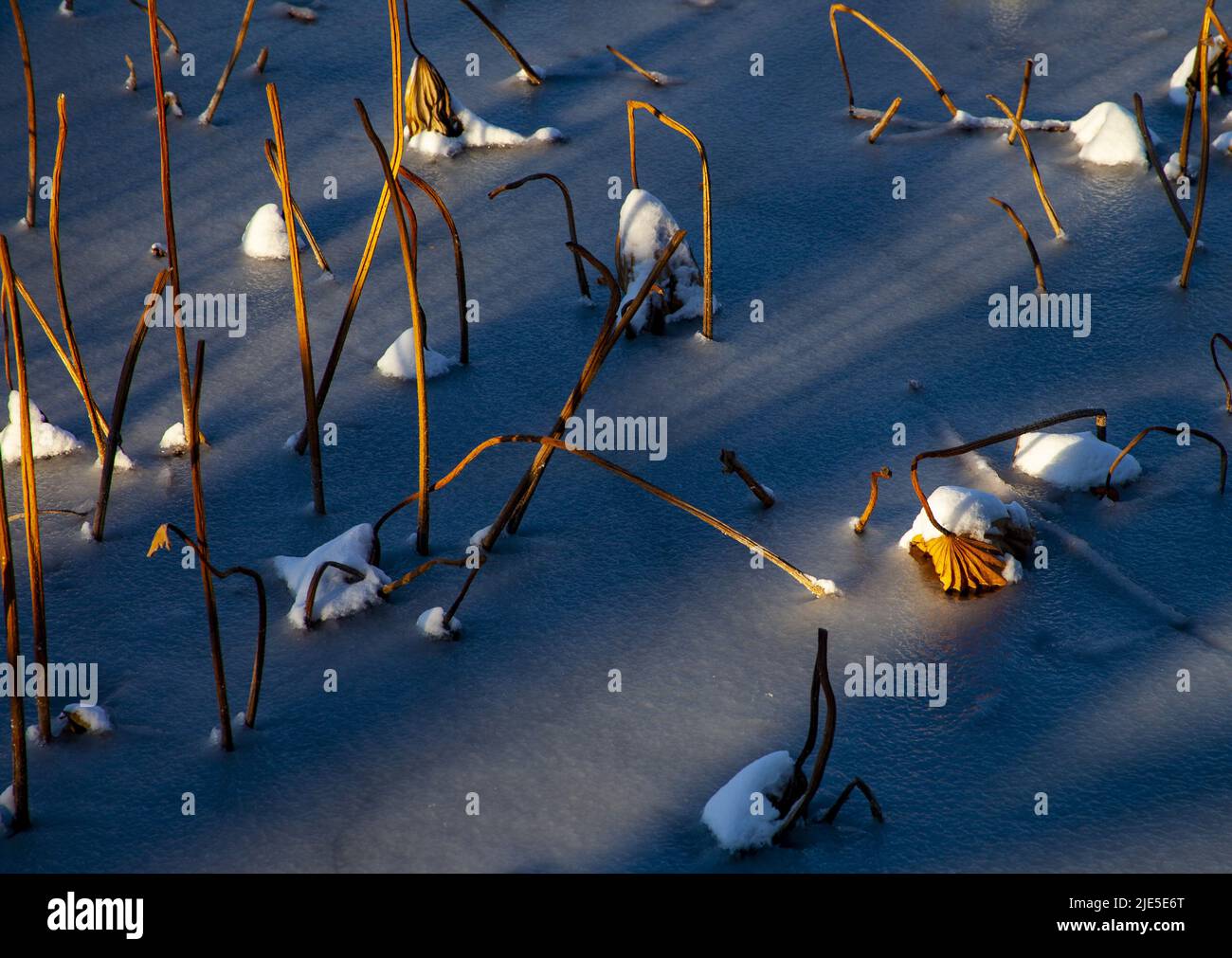 Snow leaf lotus hi-res stock photography and images - Alamy