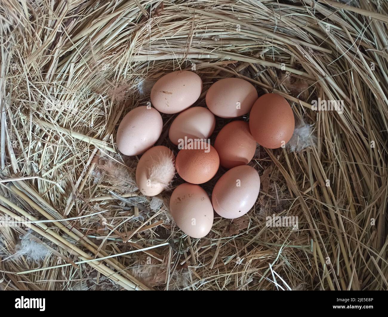 Eggs preservation hi-res stock photography and images - Alamy