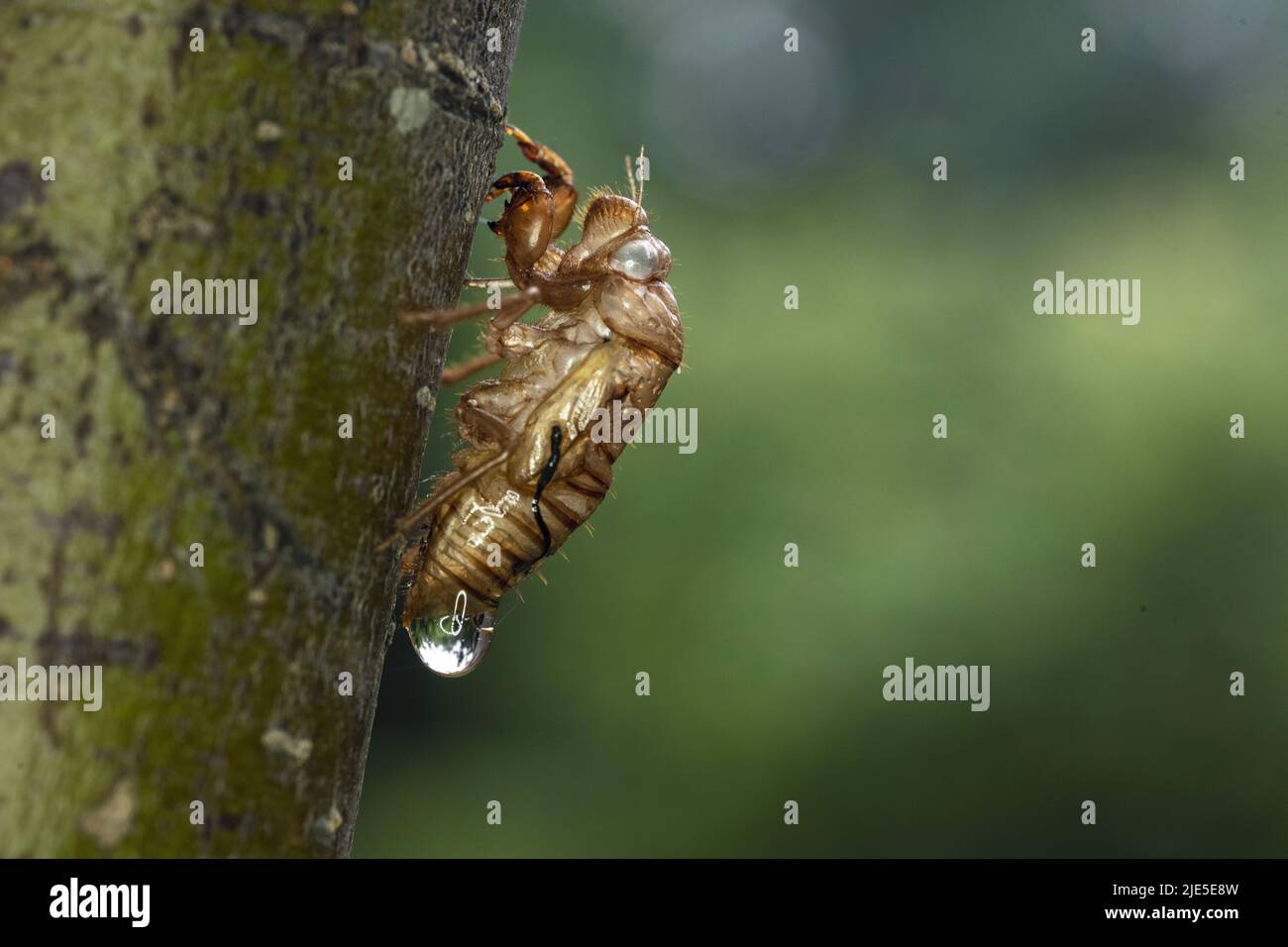 Cicada transformation hi-res stock photography and images - Alamy