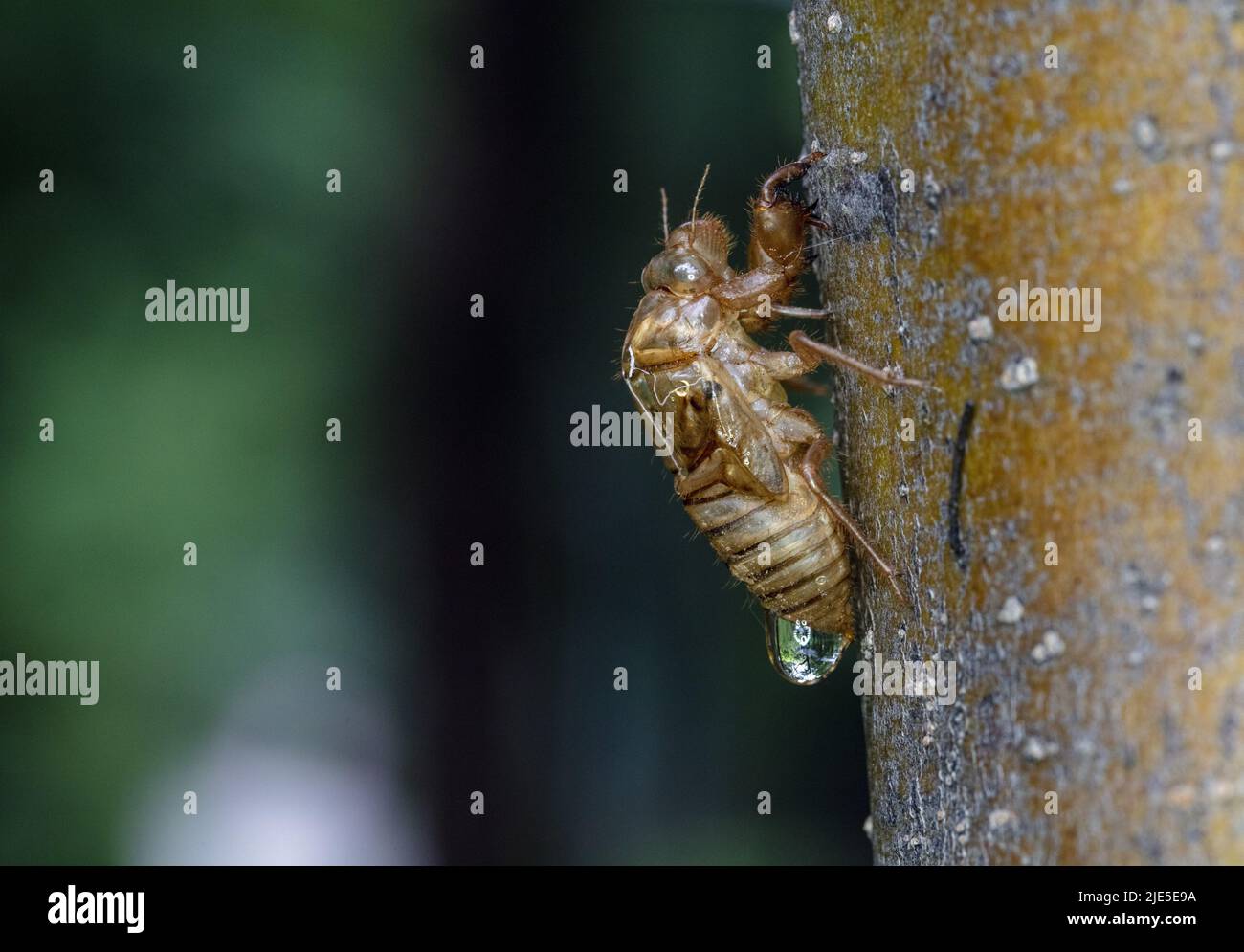 Cicada transformation hi-res stock photography and images - Alamy