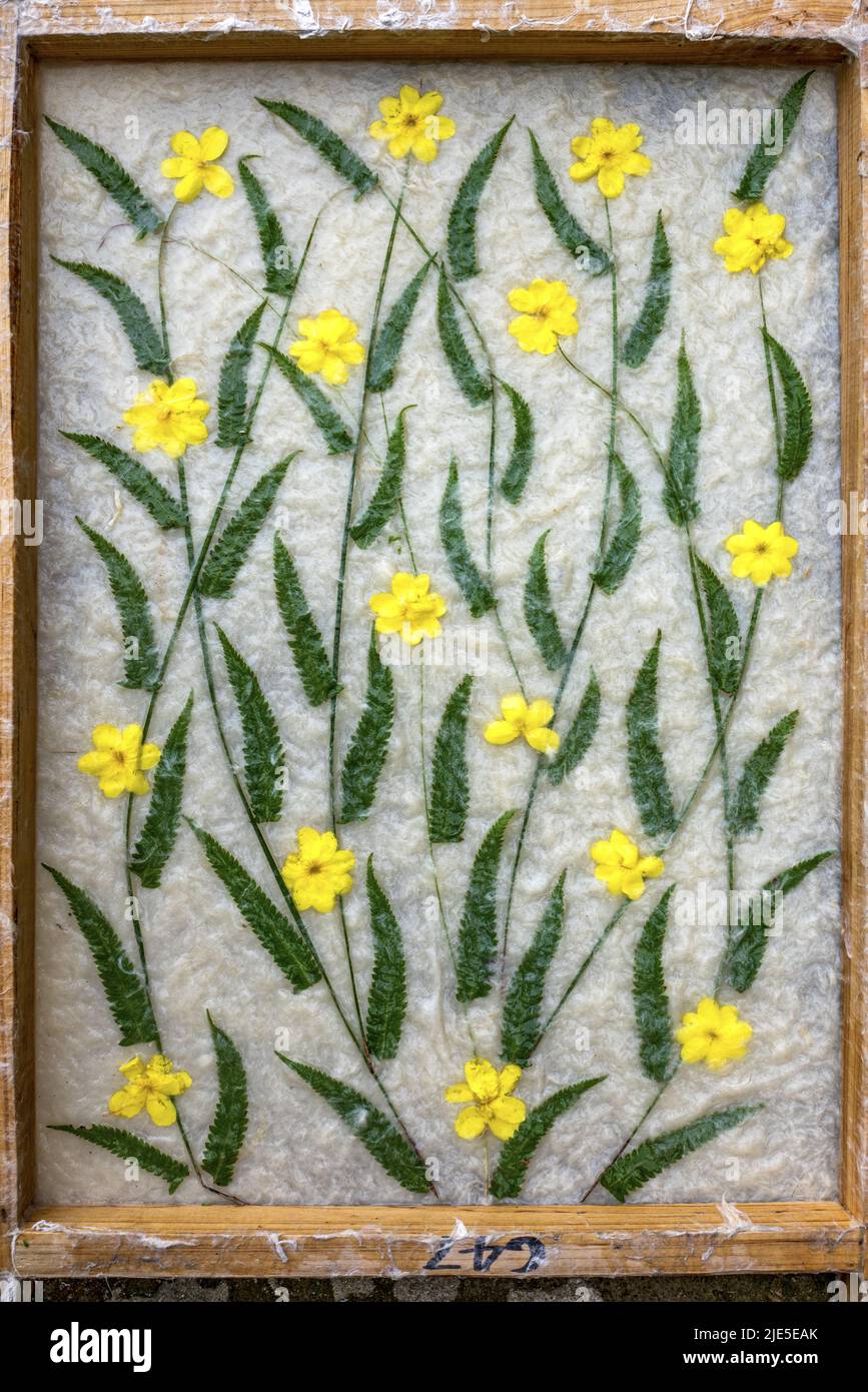 Ancient papermaking process hi-res stock photography and images - Alamy