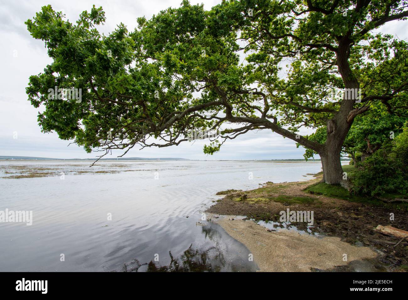 Tree on the edge of an isolated beach near Lymington, Hampshire with ...