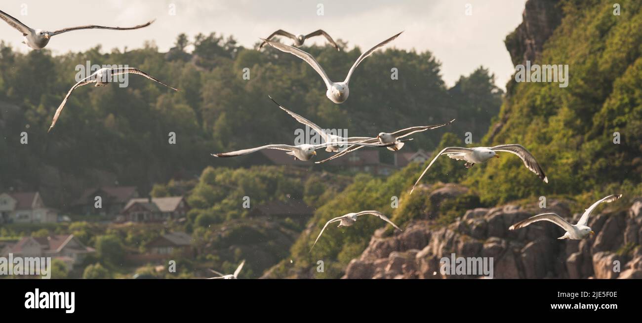 White gulls fly over shore hi-res stock photography and images - Alamy