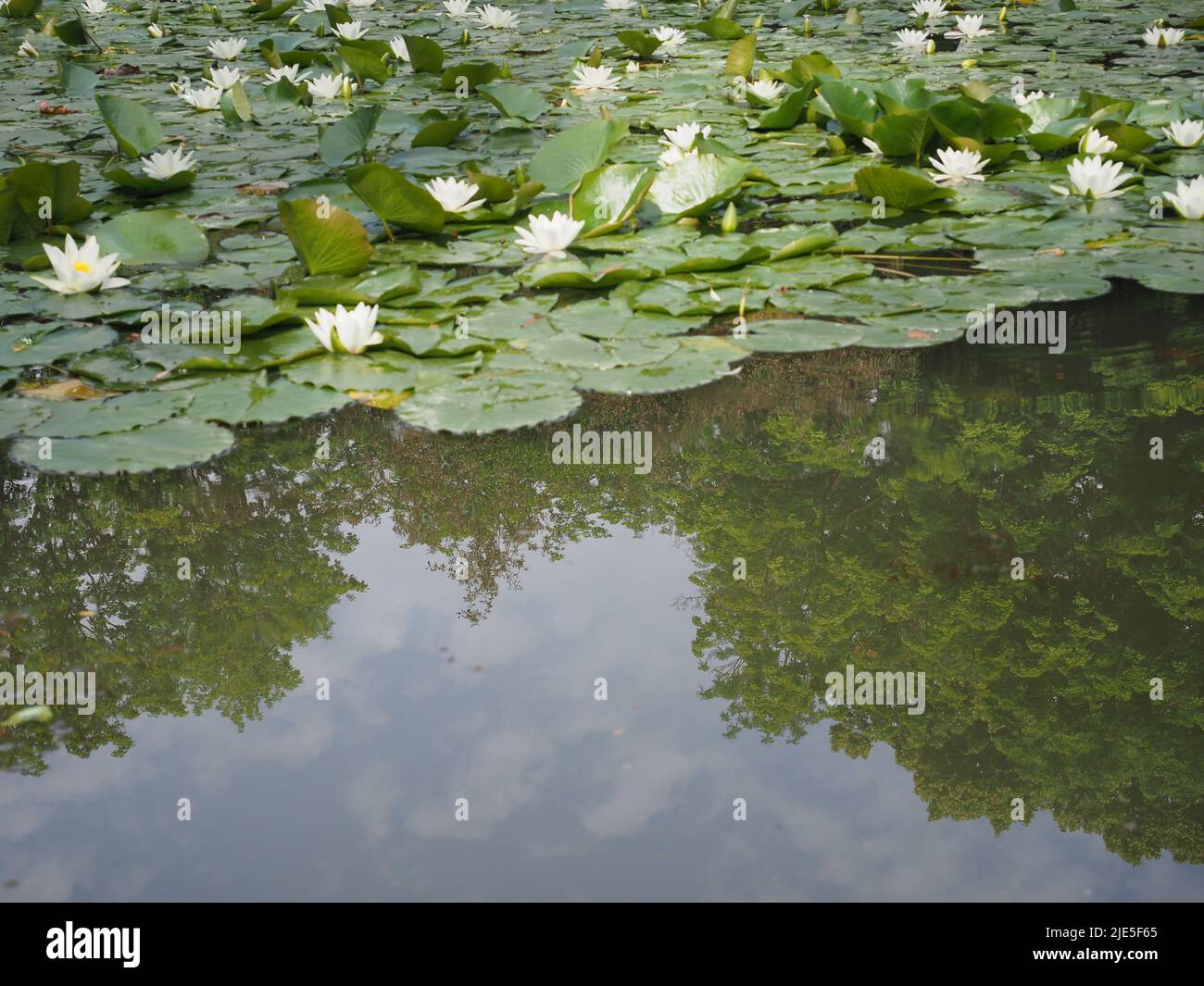 water lily plant scientific name Nymphaea in a pond of water Stock ...
