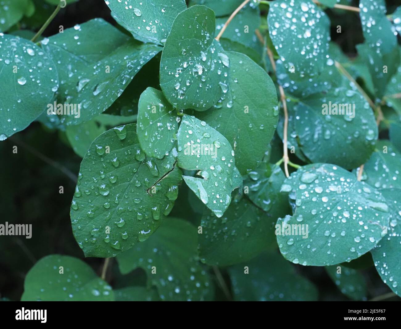 rain drops on green leaves of a plant Stock Photo - Alamy