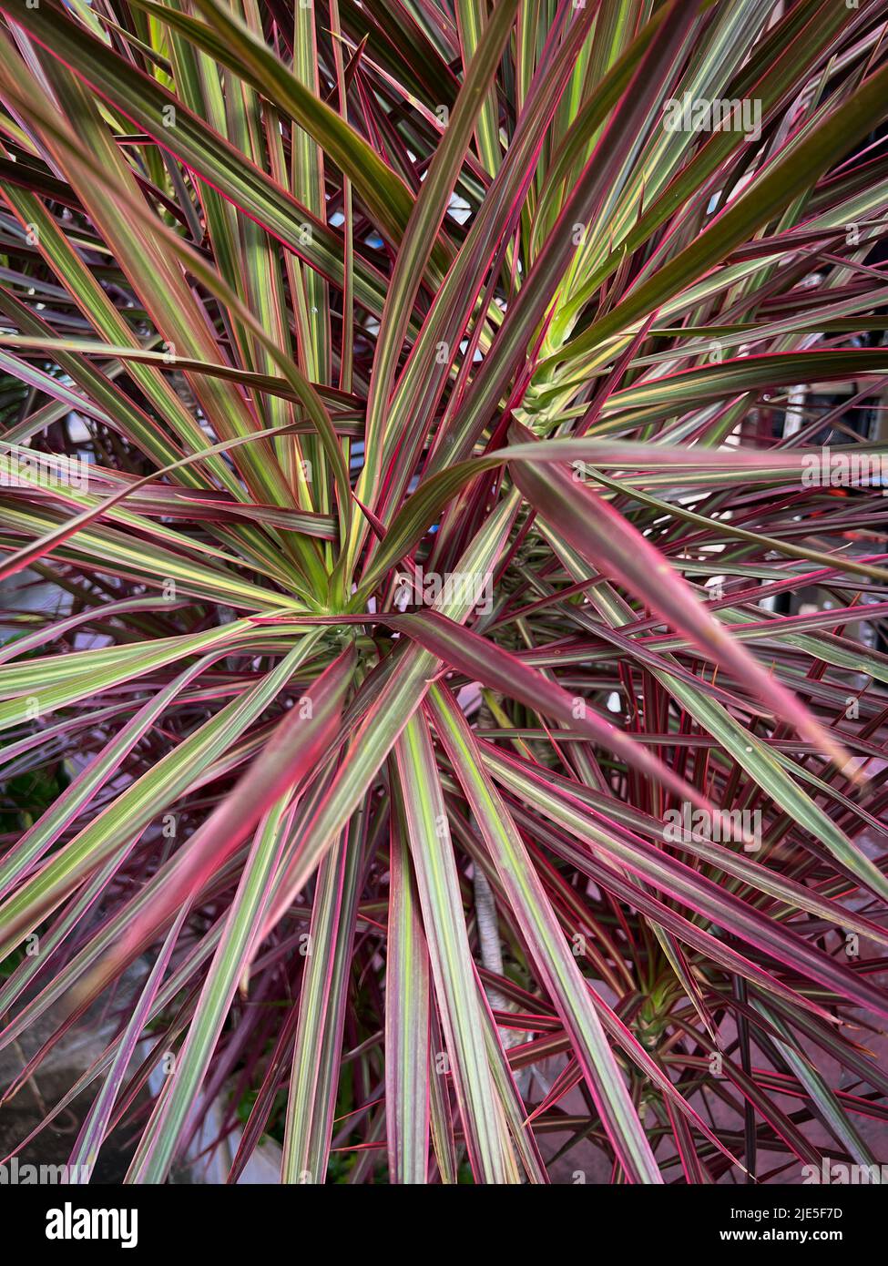 Fireworks Pennisetum Plant (Fountain Grass), ornamental grasses with ...