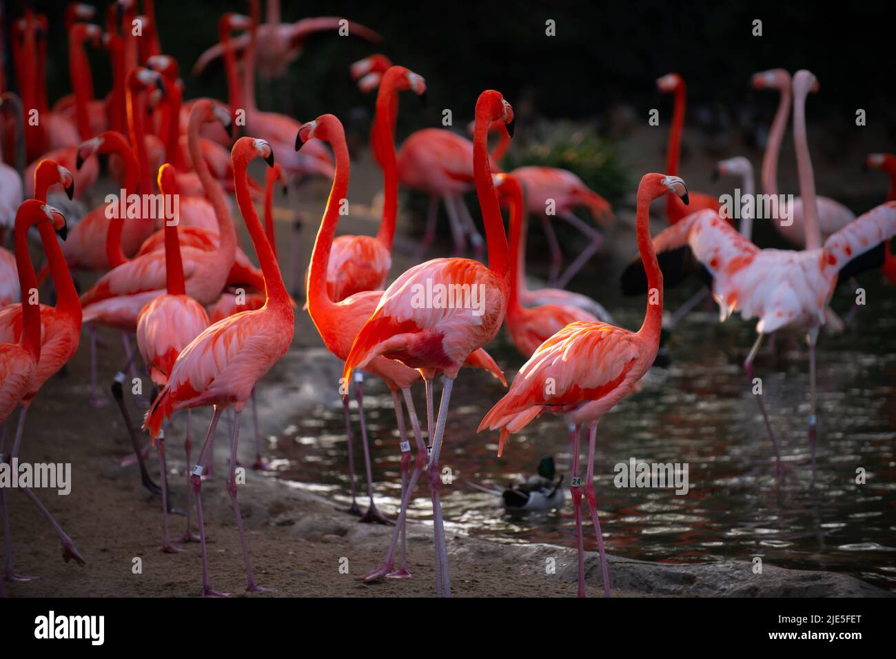 Pink Flamingo in nature. Phoenicopterus ruber in close contact with the ...