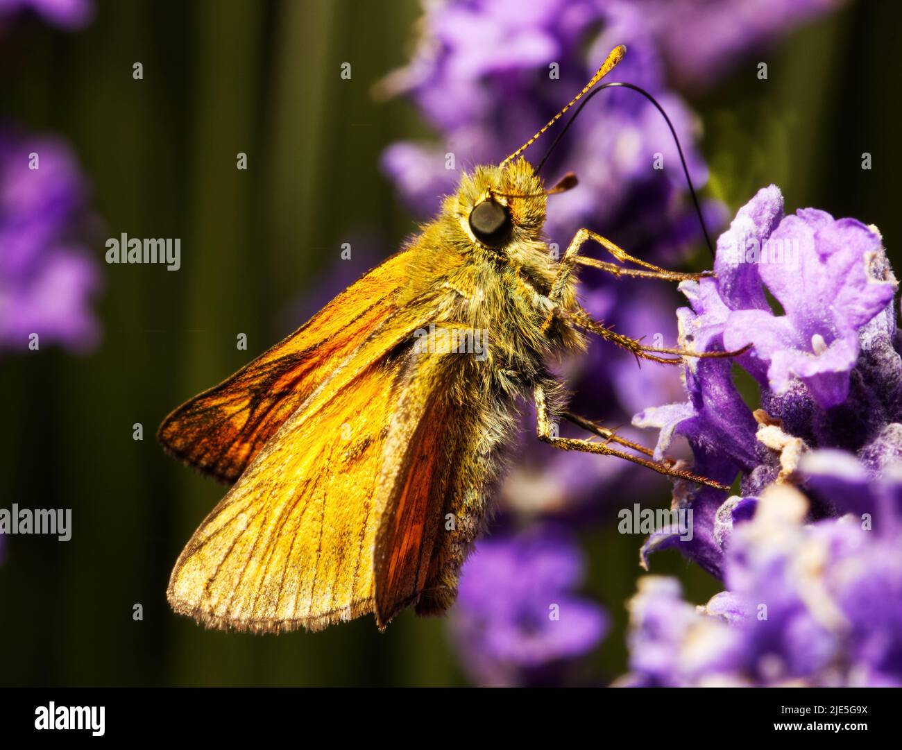 A large skipper butterfly, Ochlodes sylvanus, resting on a lavender ...