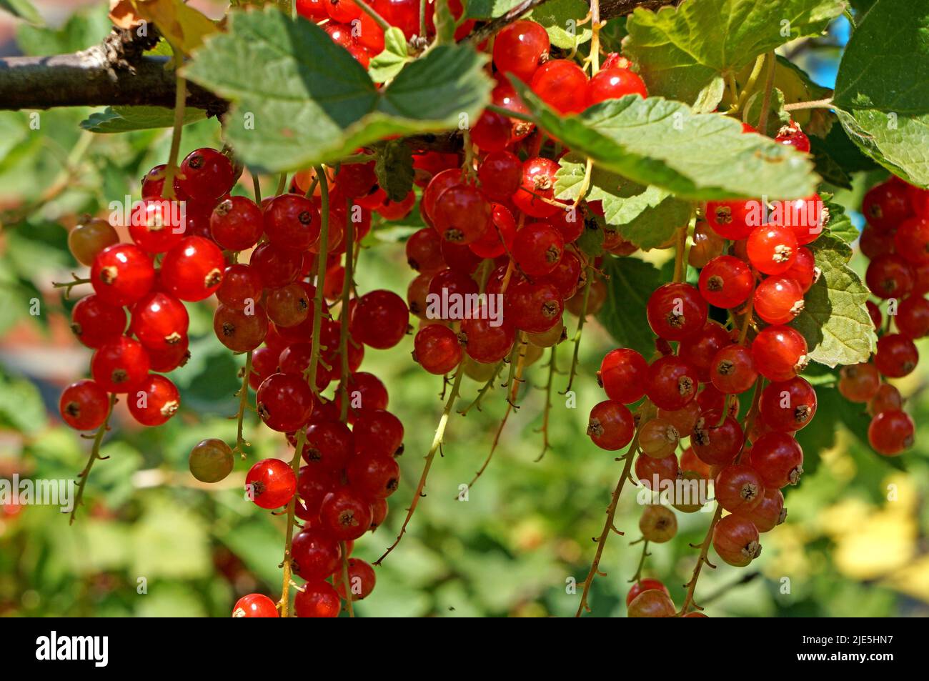 Rote johannisbeere hi-res stock photography and images - Alamy