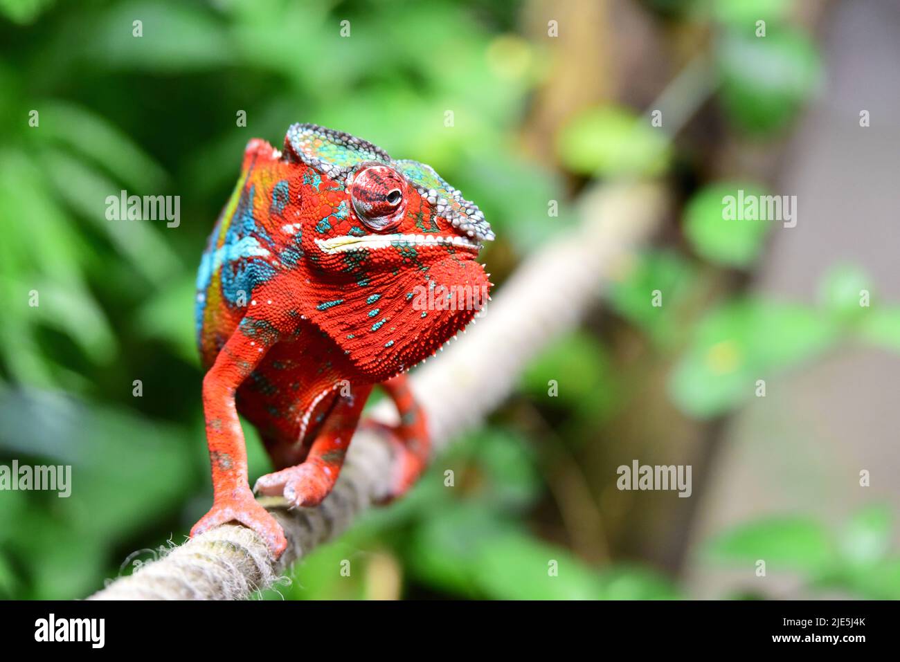 red colored chameleon Stock Photo - Alamy