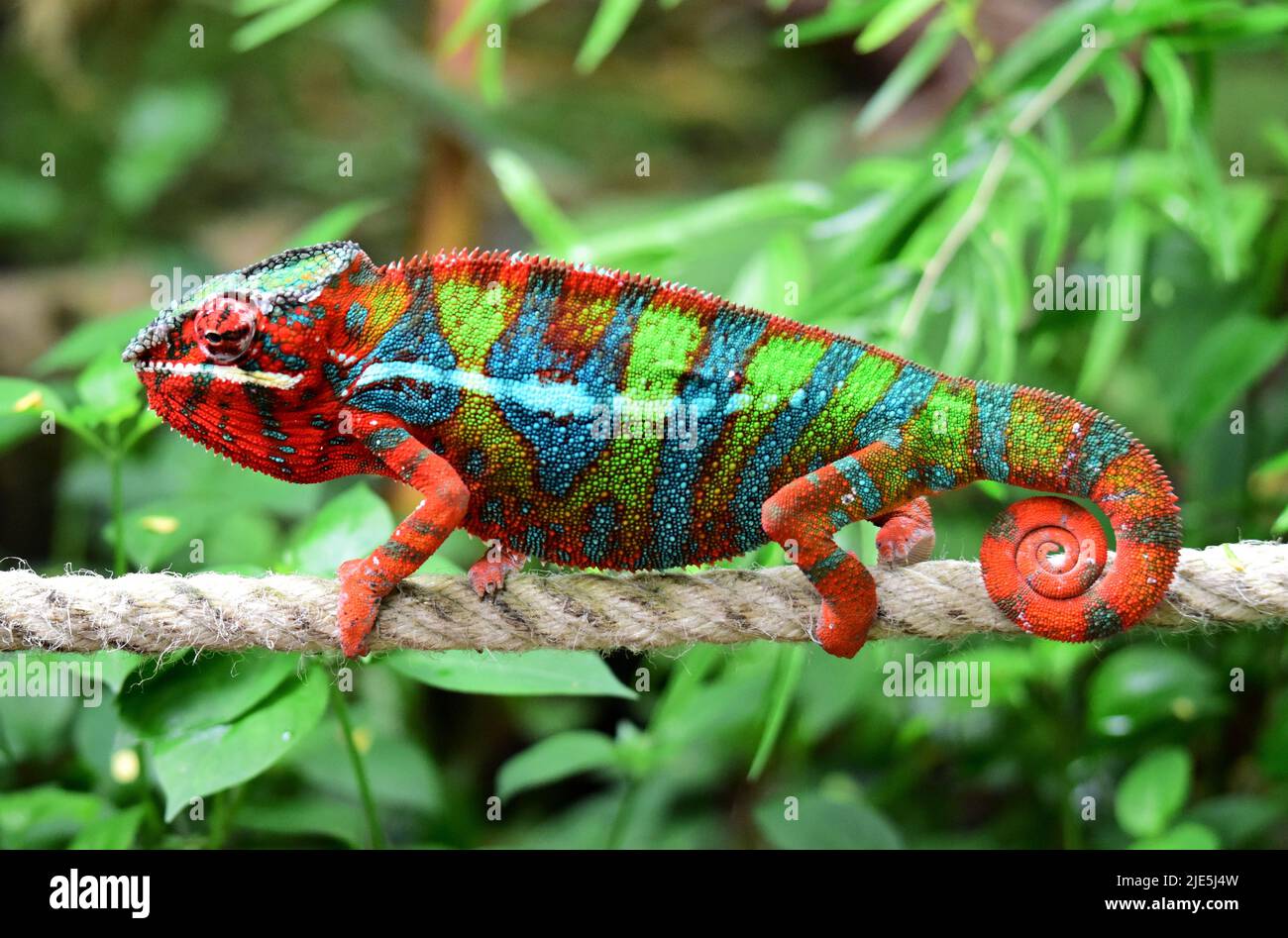 red colored chameleon Stock Photo - Alamy