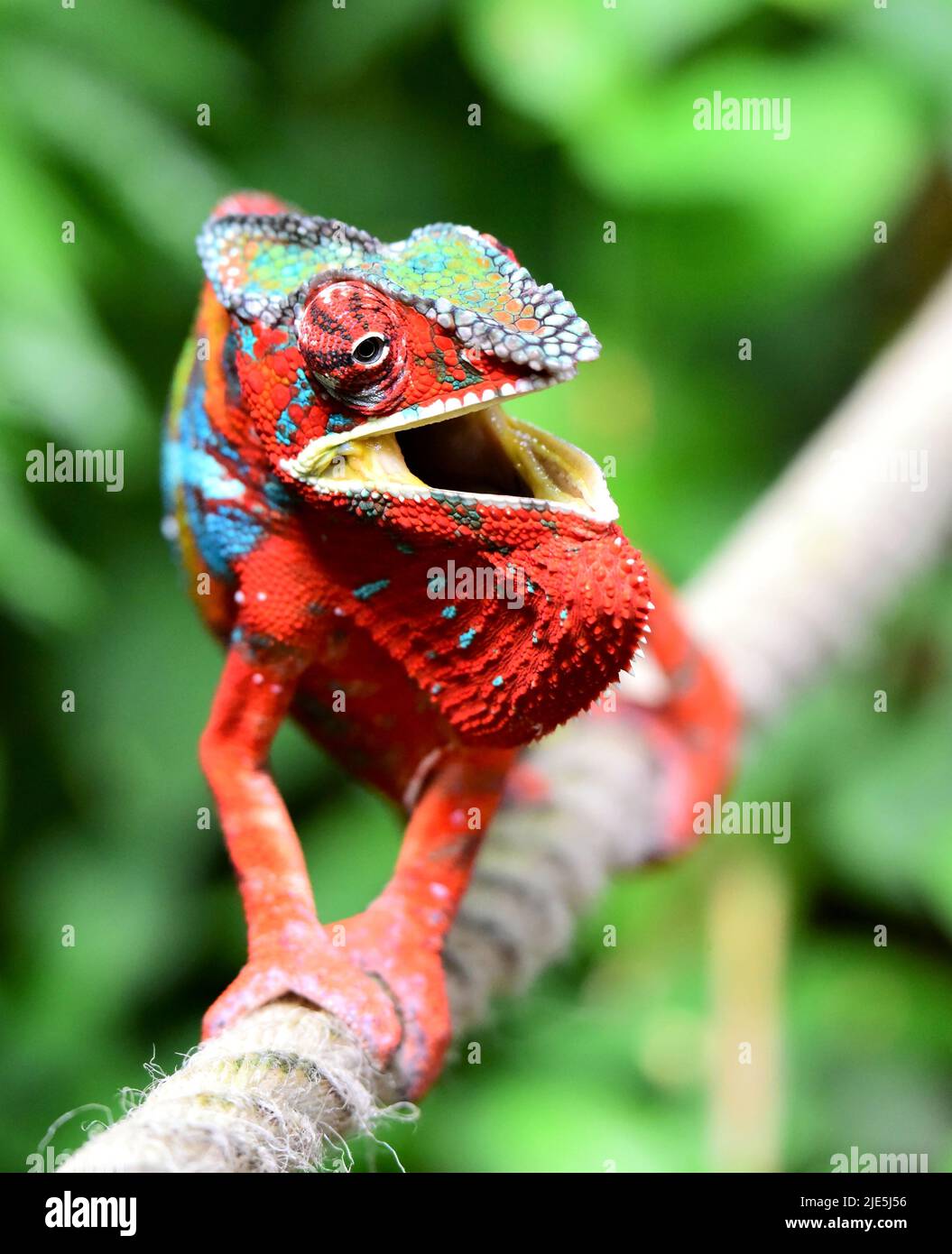 red colored chameleon Stock Photo - Alamy