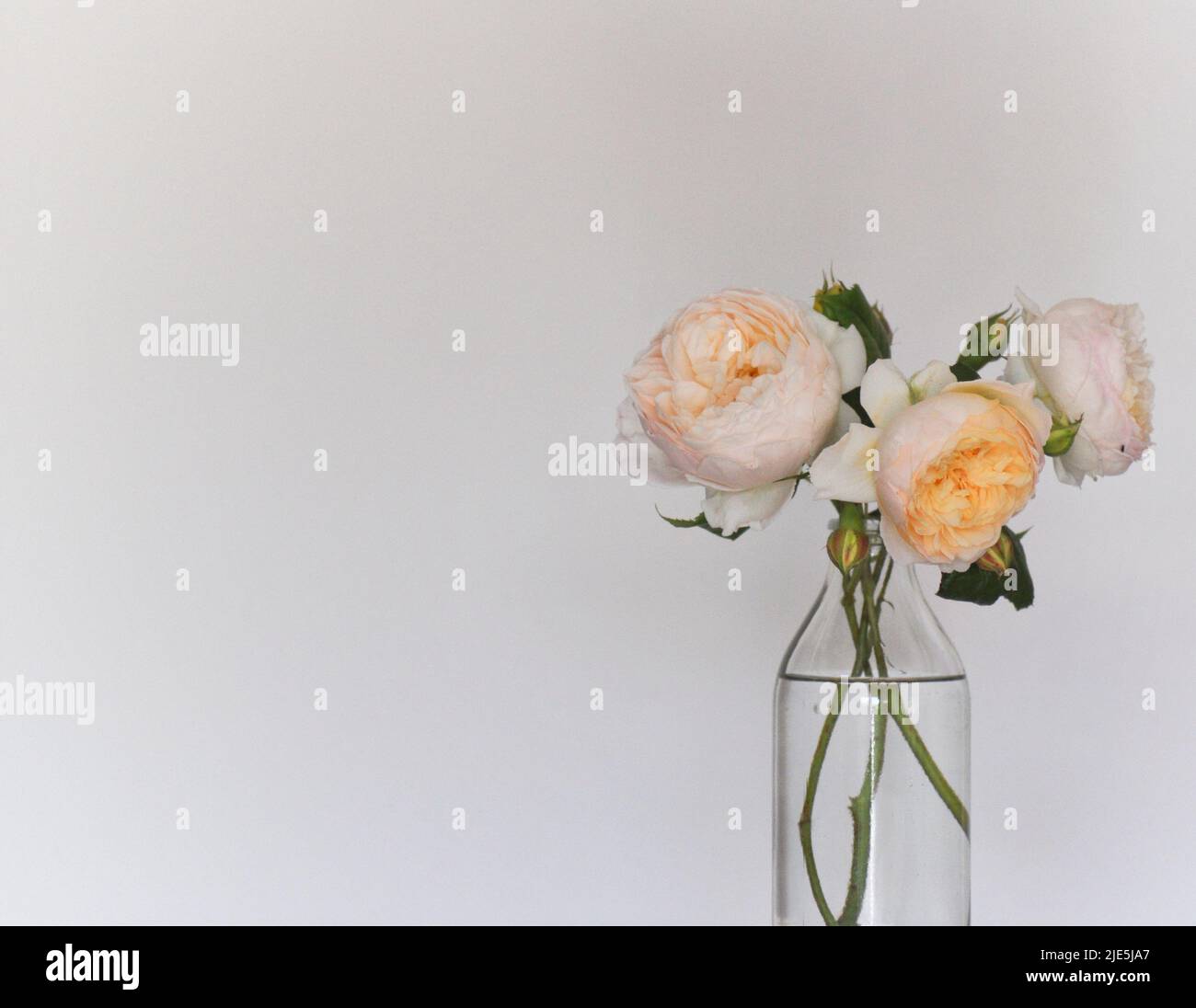 Claire background hi-res stock photography and images - Alamy