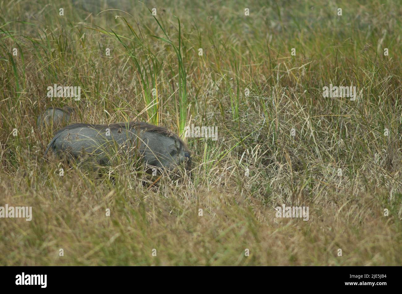 Nolan warthogs Phacochoerus africanus africanus. Oiseaux du Djoudj ...