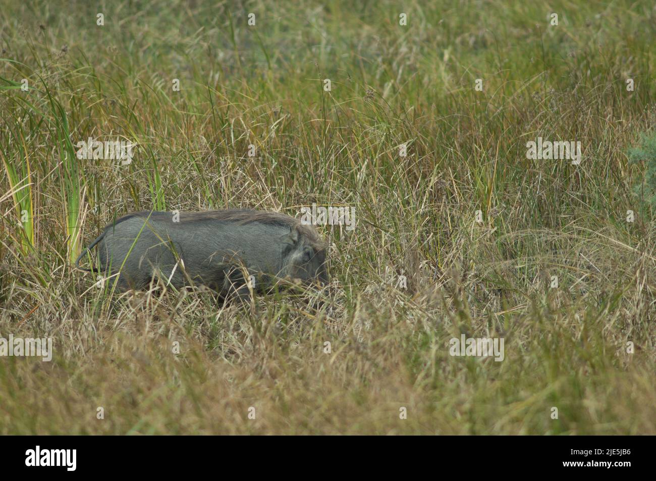Nolan warthog Phacochoerus africanus africanus. Oiseaux du Djoudj ...
