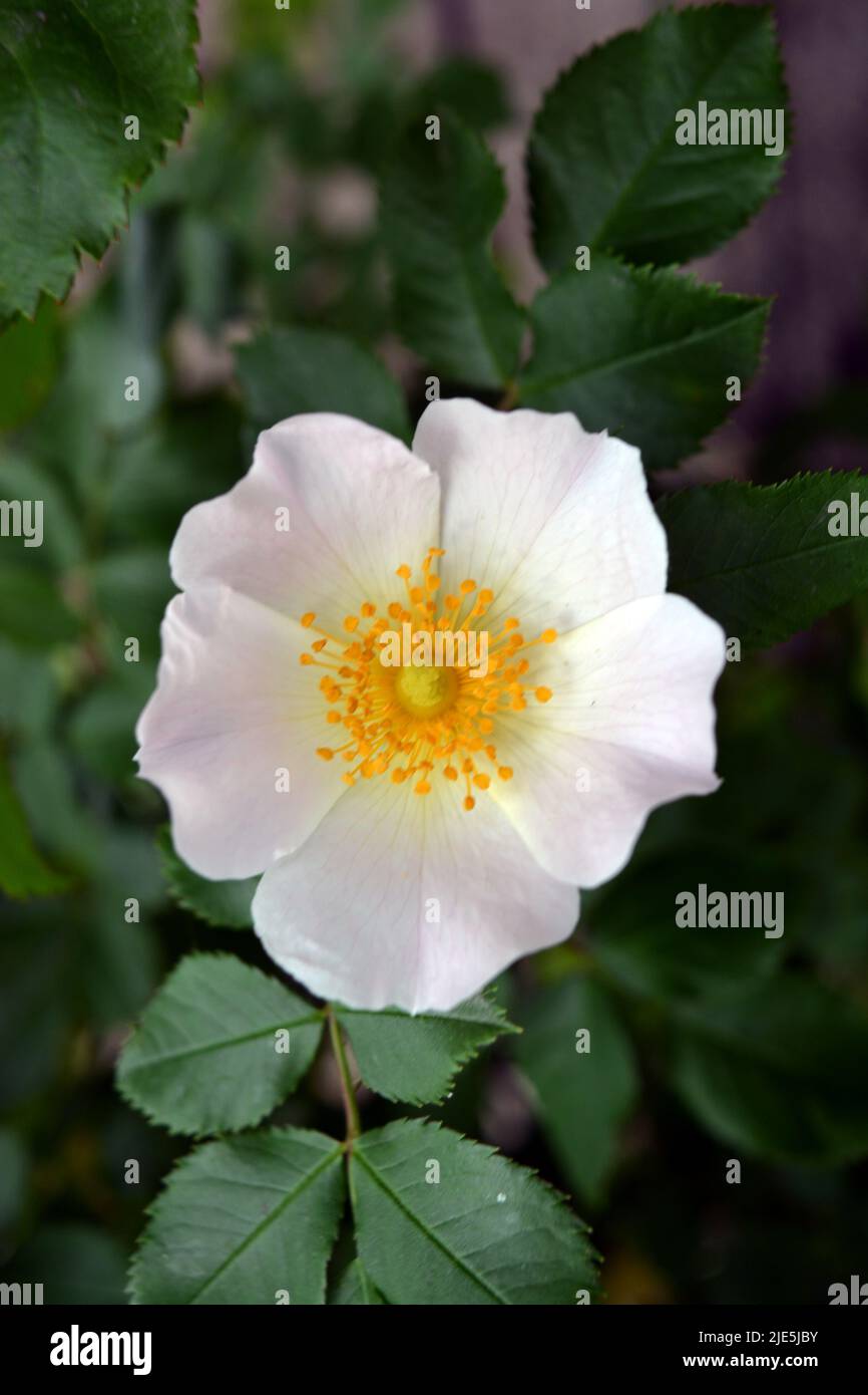 Rich bright hawthorn bushes, wild rose, tea rose growing in nature ...