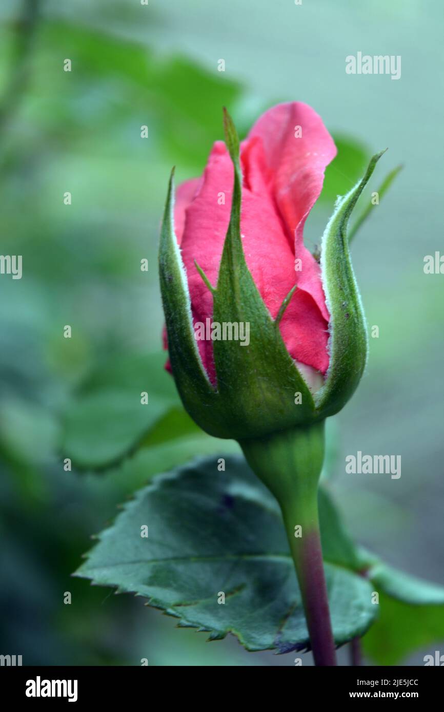 Beautiful bright bud of pink roses, beautiful and cute blooming roses ...