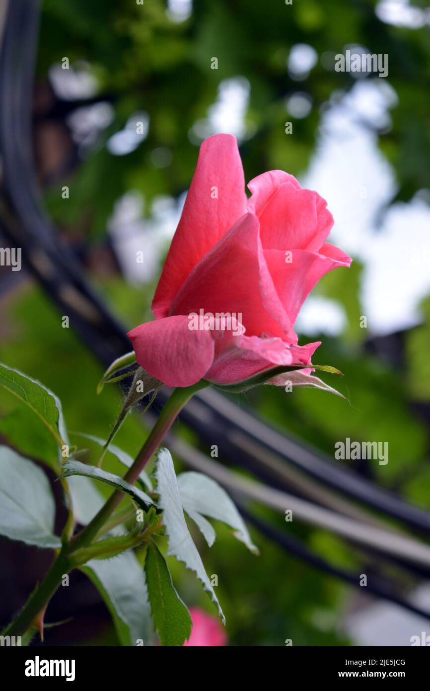 Beautiful bright bud of pink roses, beautiful and cute blooming roses ...