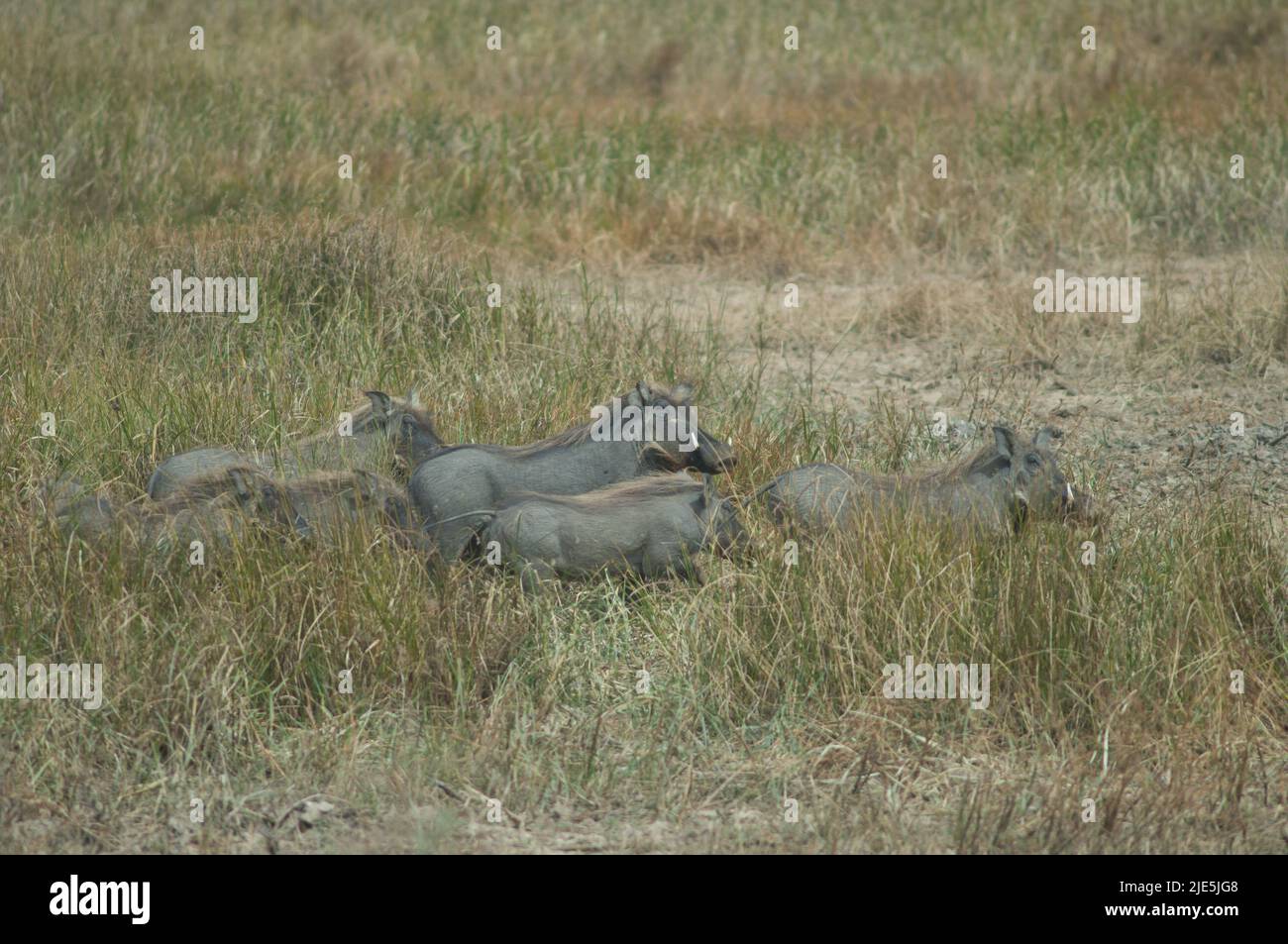 Nolan warthogs Phacochoerus africanus africanus. Oiseaux du Djoudj ...