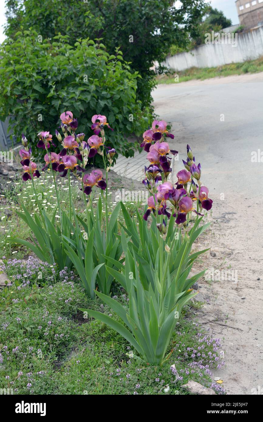 Bright colorful interesting pictures, original outdoor perennial ...