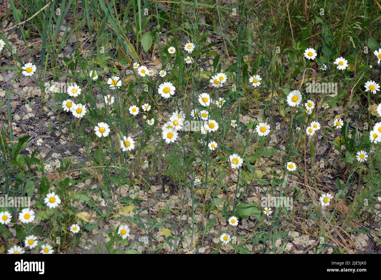 Beautiful daisies grow wild hi-res stock photography and images - Alamy