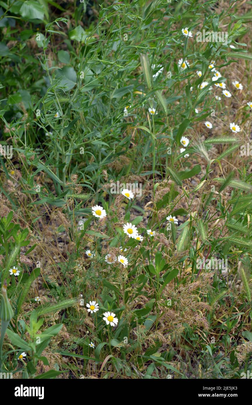 Beautiful daisies grow wild hi-res stock photography and images - Alamy