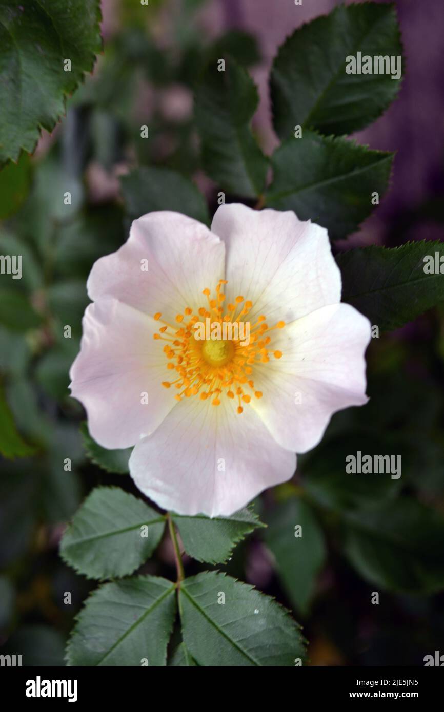 Hawthorn bushes hi-res stock photography and images - Alamy