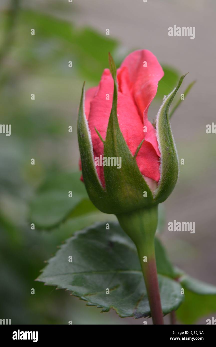 Beautiful bright bud of pink roses, beautiful and cute blooming roses ...