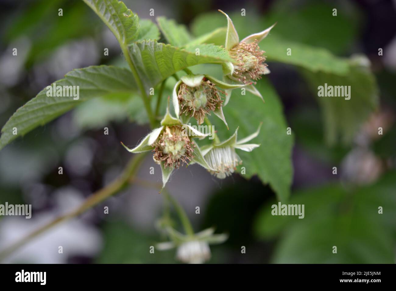 Young bushes of flowering raspberries, inflorescences, the period when ...
