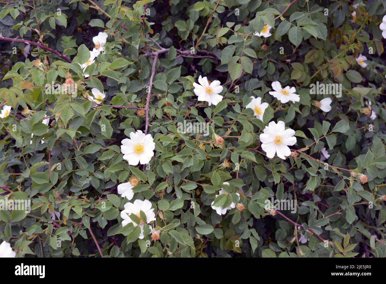 Hawthorn bushes hi-res stock photography and images - Alamy