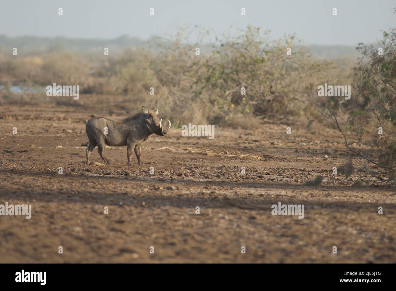 Nolan warthog Phacochoerus africanus africanus. Oiseaux du Djoudj ...