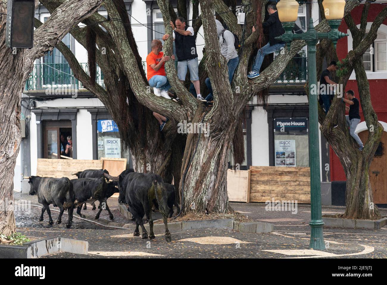 Spectators hide in trees as bulls run loose in the streets during a ...