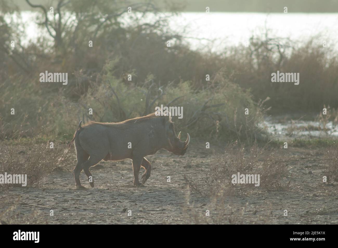 Nolan warthog Phacochoerus africanus africanus. Oiseaux du Djoudj ...