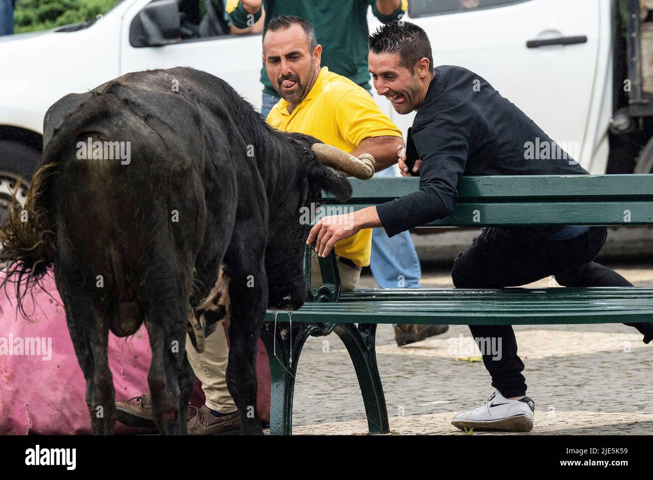 Participants taunt a raging bull during a tourada a corda, also called ...