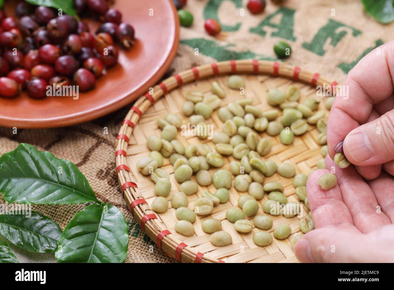 Peeling coffee beans hi-res stock photography and images - Alamy
