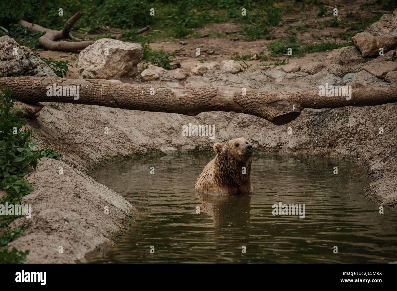 The brown bear bathes in the lake Stock Photo - Alamy